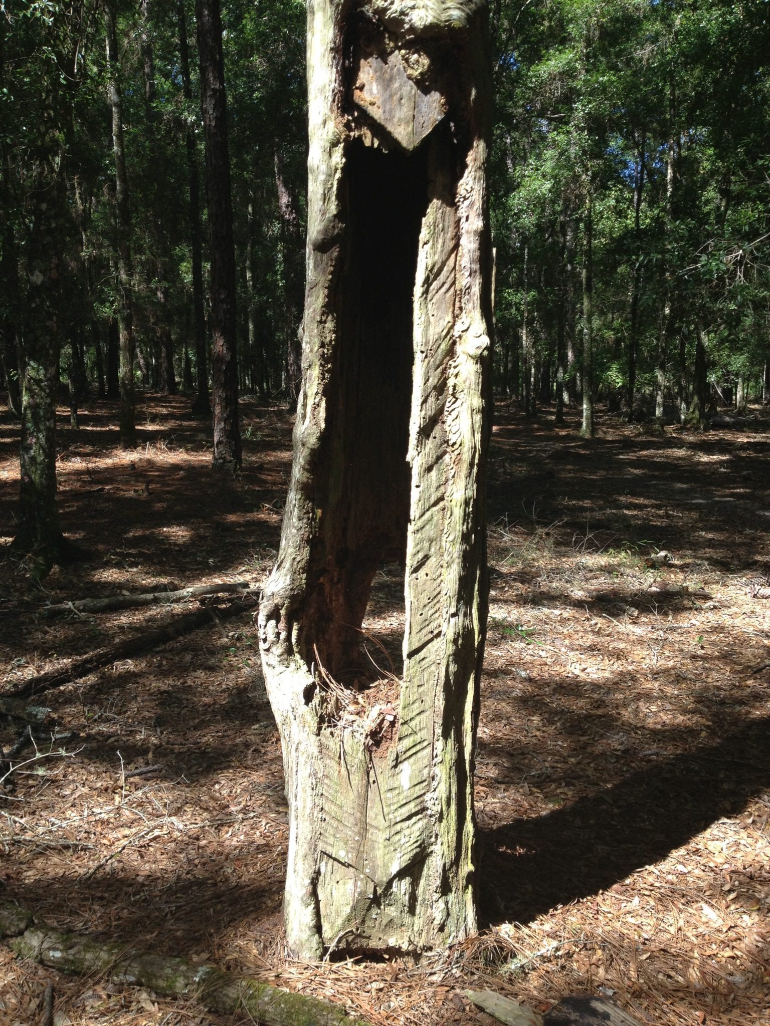 Get to Know Nature at Chinsegut's Conservation Center - NatureCoaster.com