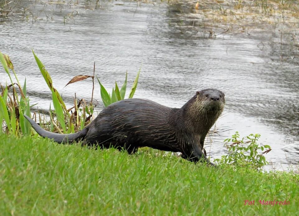 River Otter - NatureCoaster.com