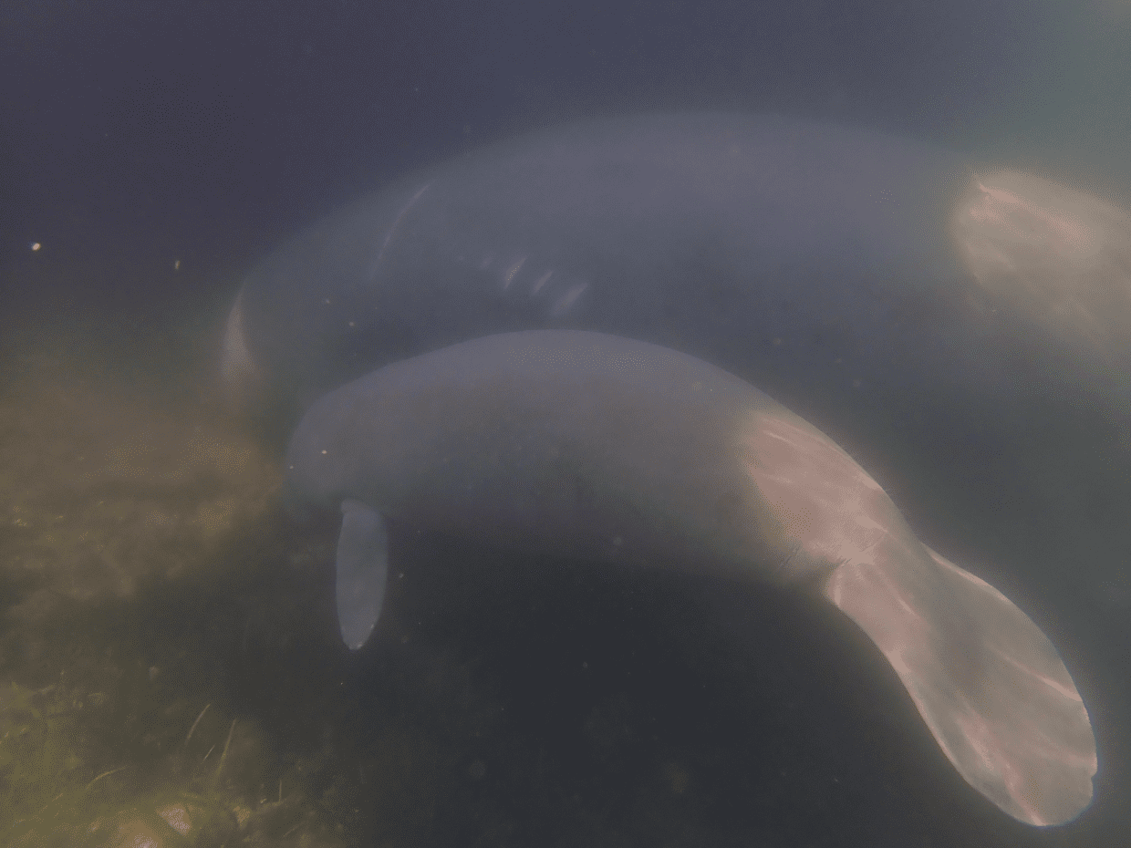 Stand Up Paddleboard Adventure and Manatee Encounter - NatureCoaster.com