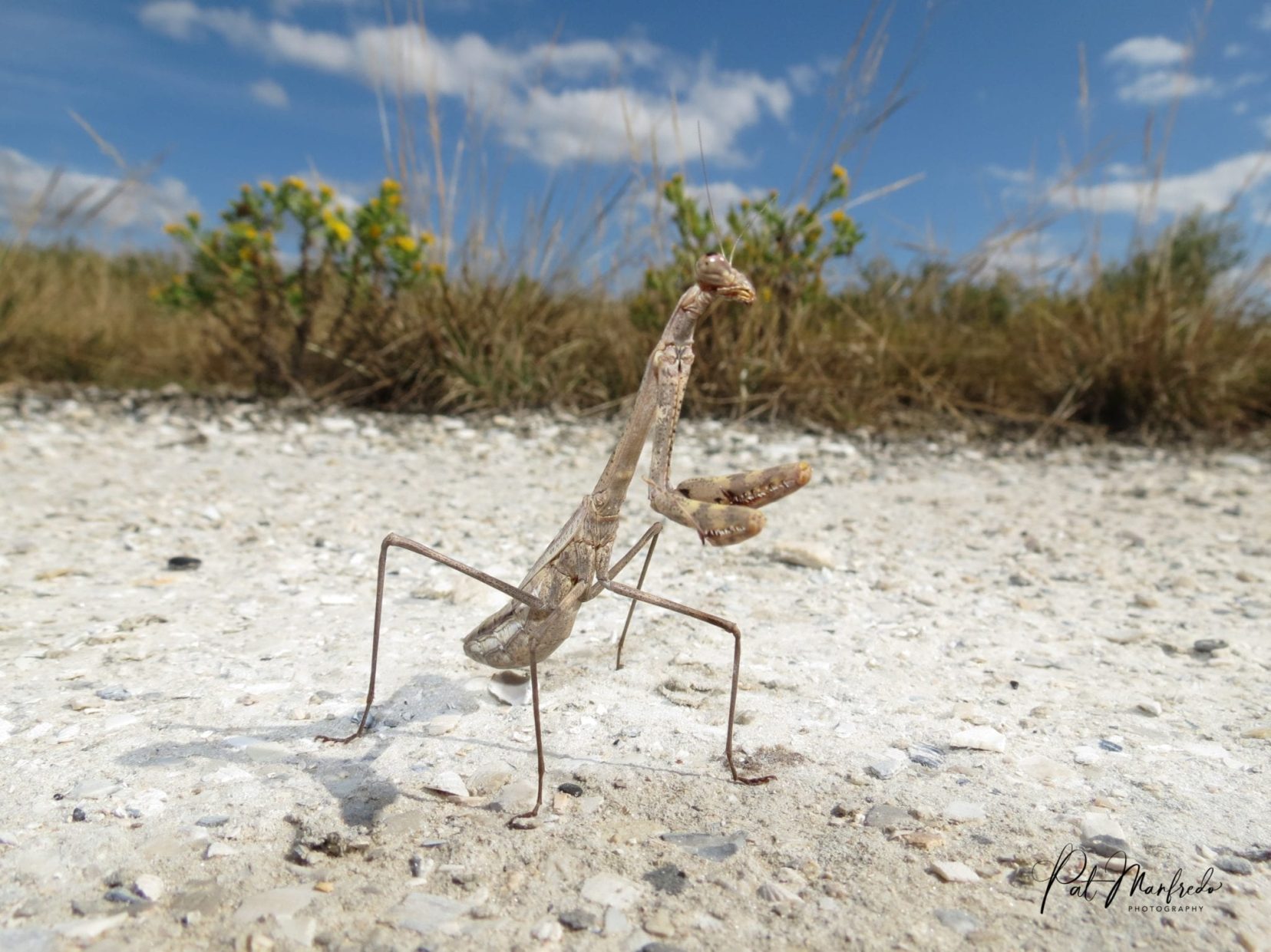 Praying Mantis - NatureCoaster.com