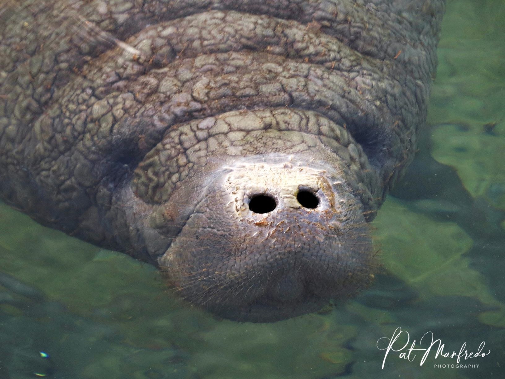 Manatee Nose - NatureCoaster.com