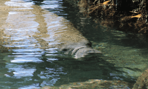 Metamorphosis at the Crystal River National Wildlife Refuge ...