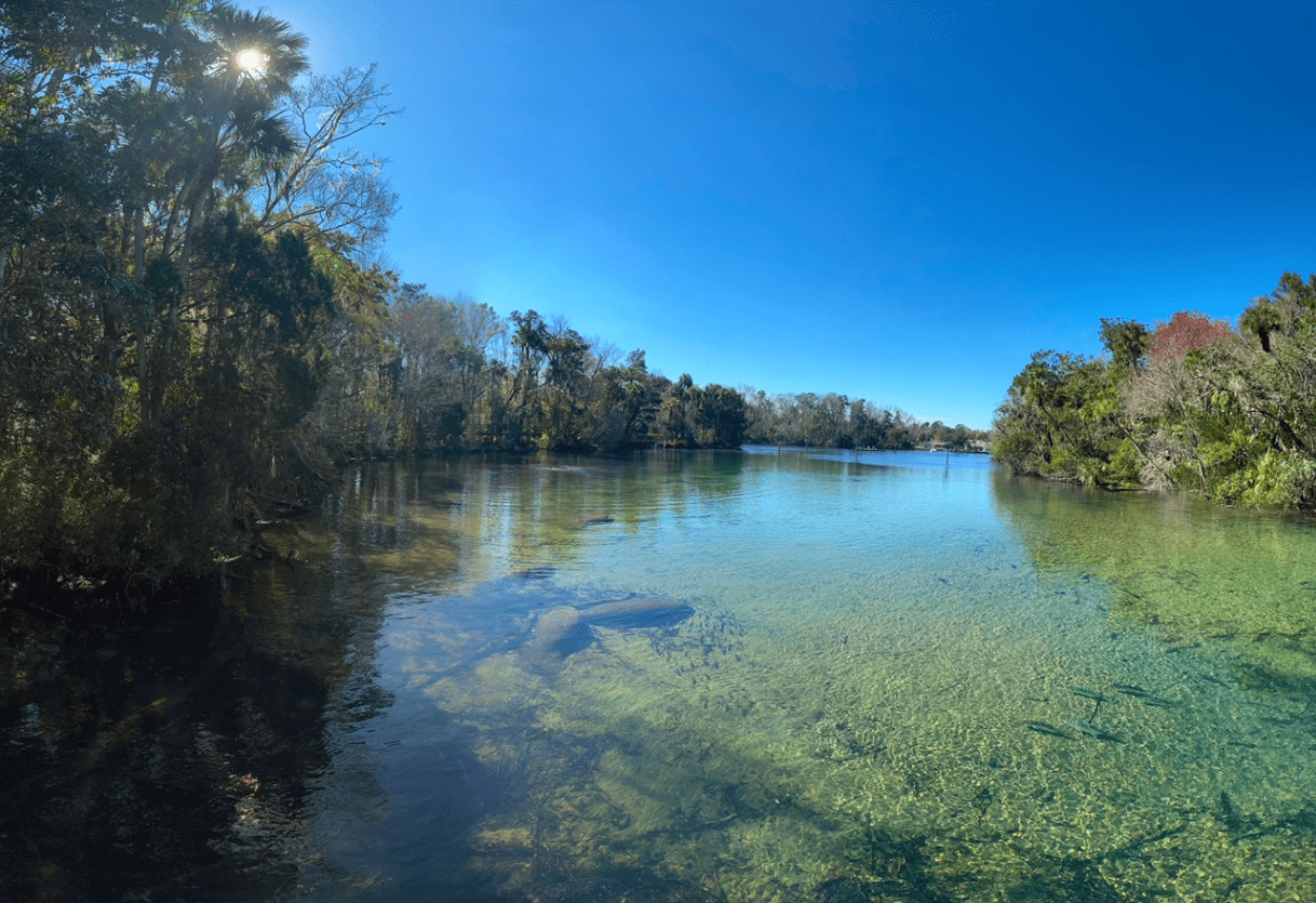 What's Happening at Homosassa Springs Wildlife Park? - NatureCoaster.com