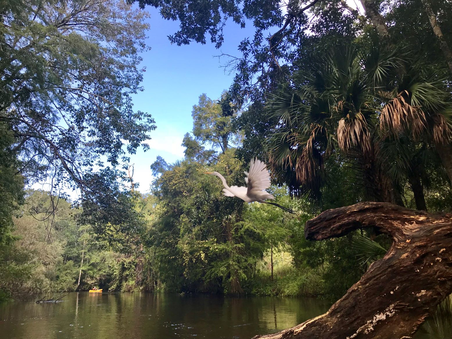 Weeki Wachee - NatureCoaster.com
