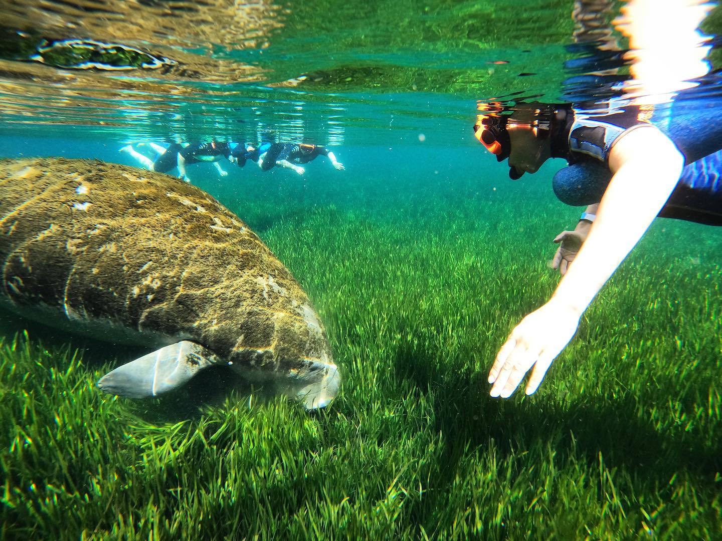 Help Feed the Manatees with Manatee Munchies during Manatee Awareness ...
