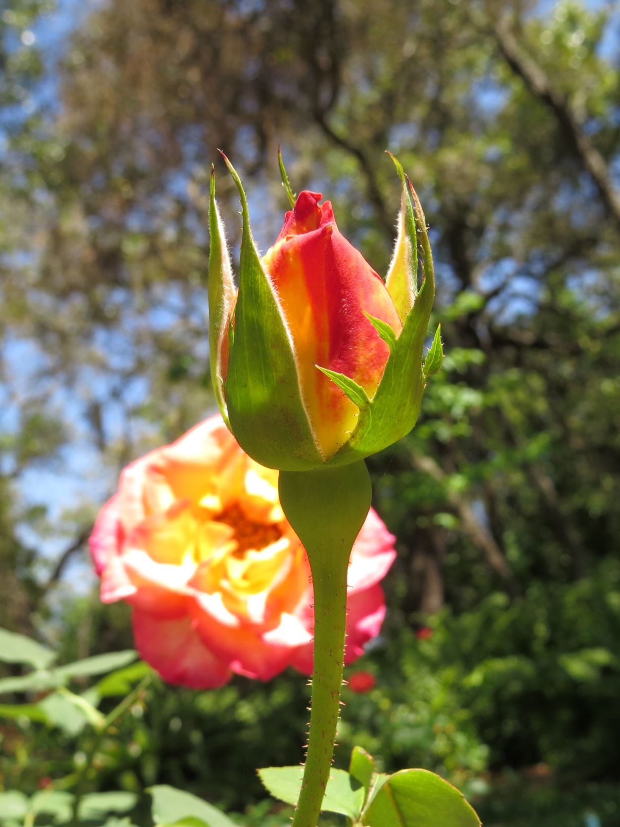 Spring Roses - NatureCoaster.com