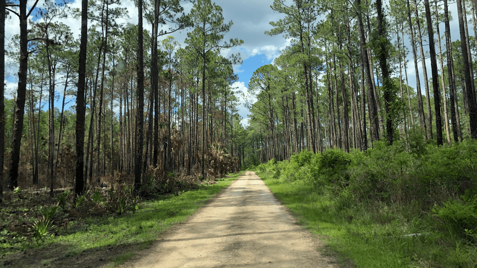 Jeeping in Goethe State Forest - NatureCoaster.com