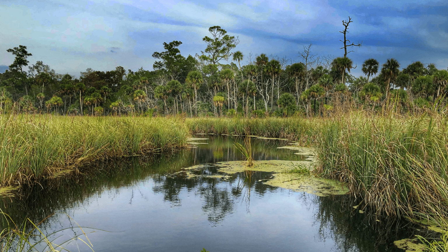 5 of the Best Scenic Drives on the Nature Coast - NatureCoaster.com