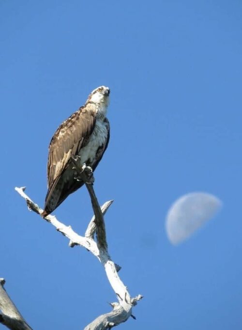 How Cheyenne Bragg became a Magical Weeki Wachee Mermaid ...