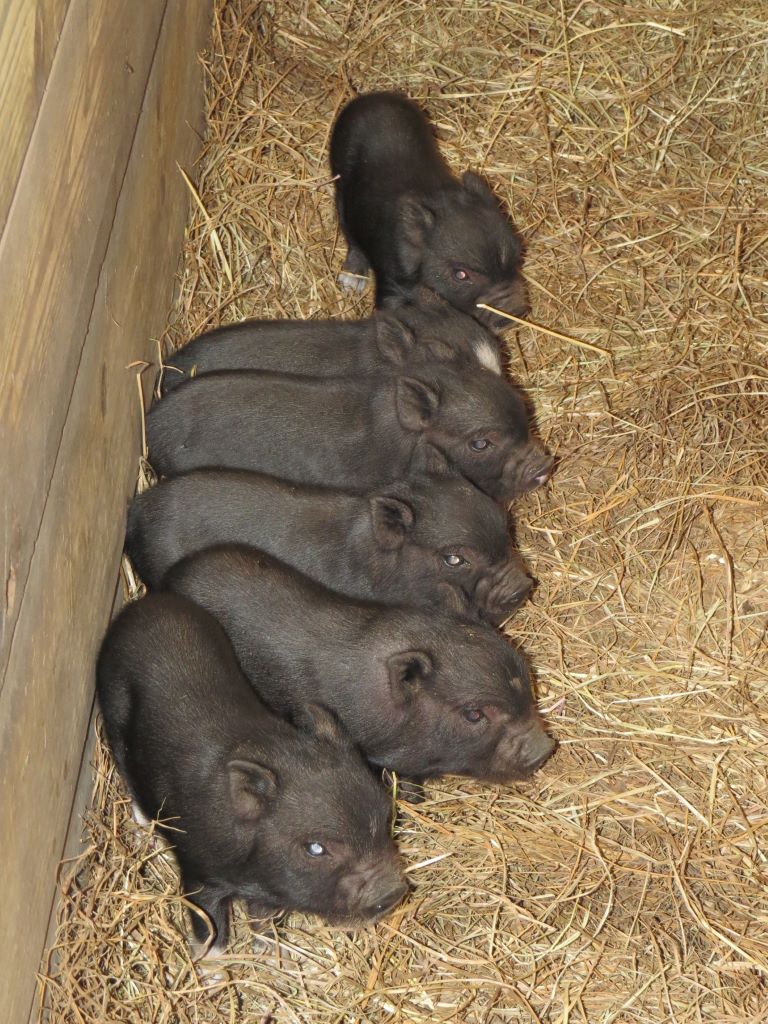 How Cheyenne Bragg became a Magical Weeki Wachee Mermaid ...