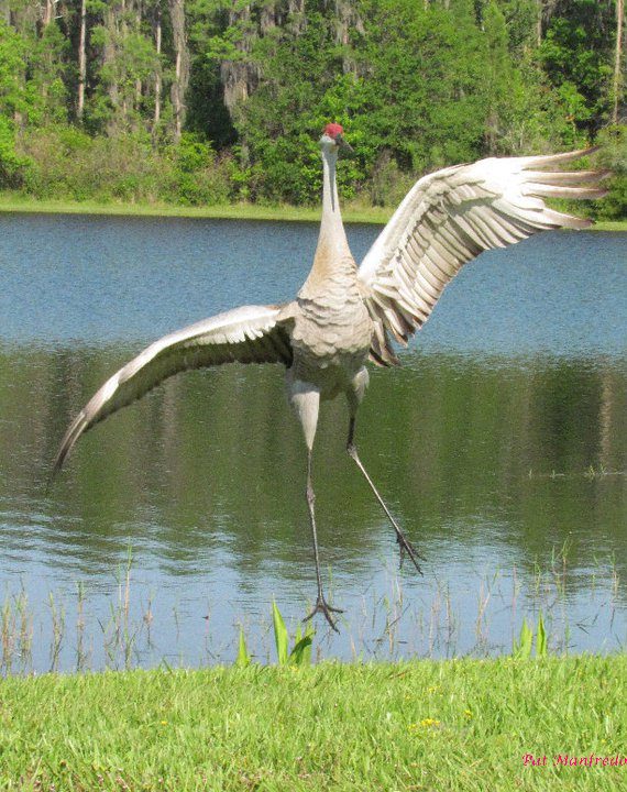 Meet the Artist on The Mermaid Tale Trail: Elizabeth Johnson ...